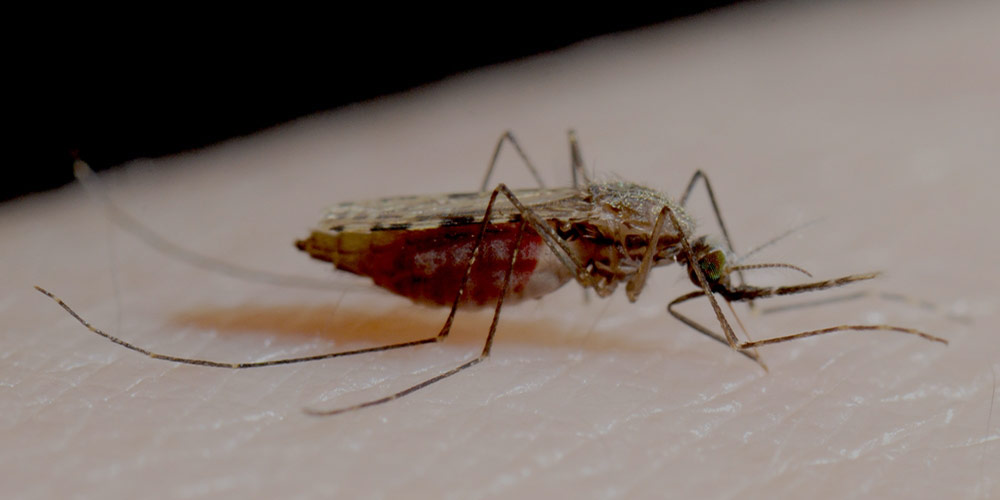 What is Malaria? - University of California, Malaria Initiative