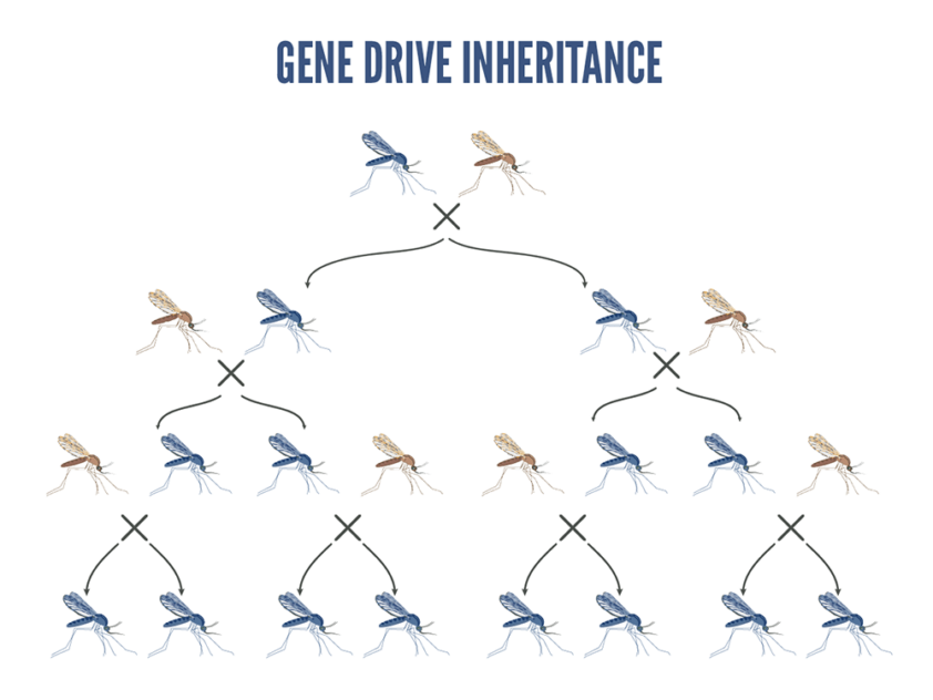Our Research - University of California, Malaria Initiative