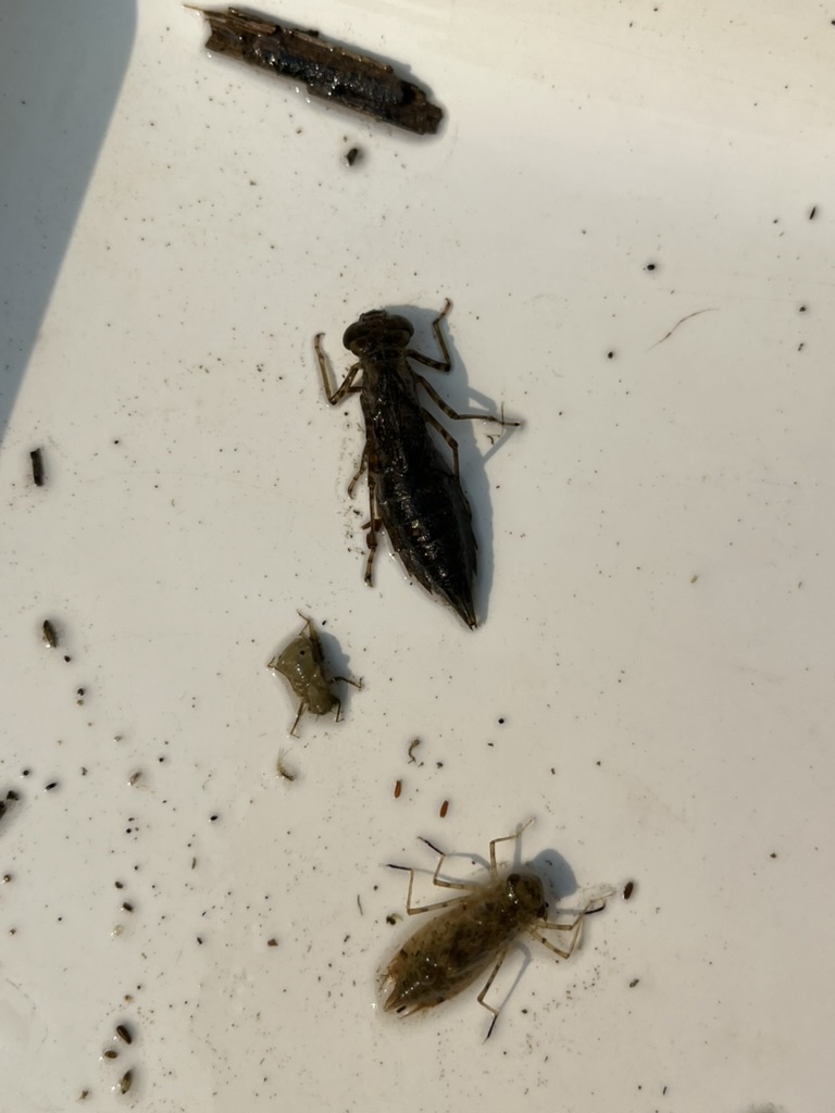 Understanding Mosquito Habitats as Ecosystems: New Insights from São ...