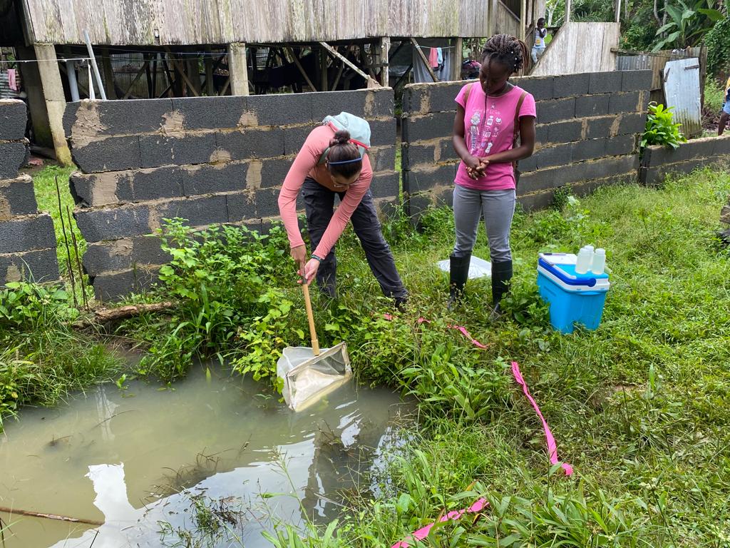 Understanding Mosquito Habitats as Ecosystems: New Insights from São ...